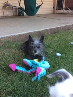 Retirement RV Dream – Blackberry Homestead