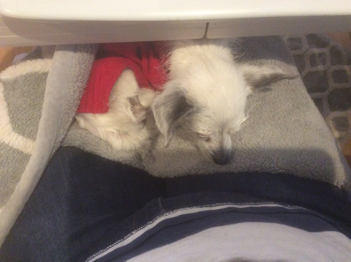 Keeping Me Company – Retirement RV Dream