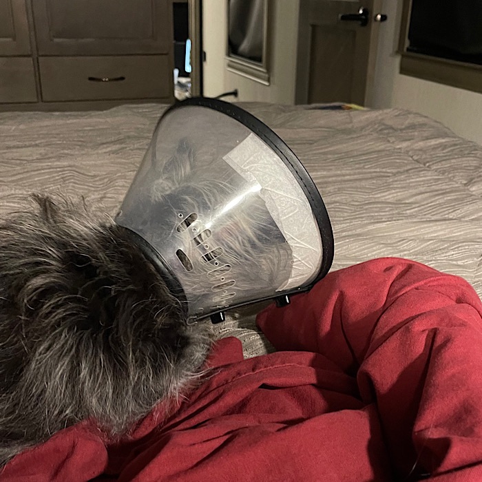 Clever Little Nox – Blackberry Homestead