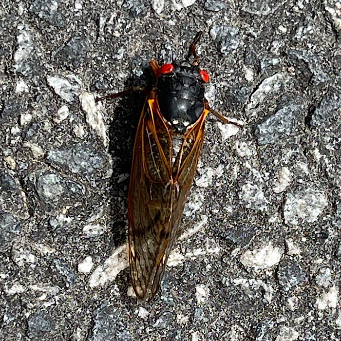 Cicadas Buzzing at Claystone Park in Georgia – Blackberry Homestead