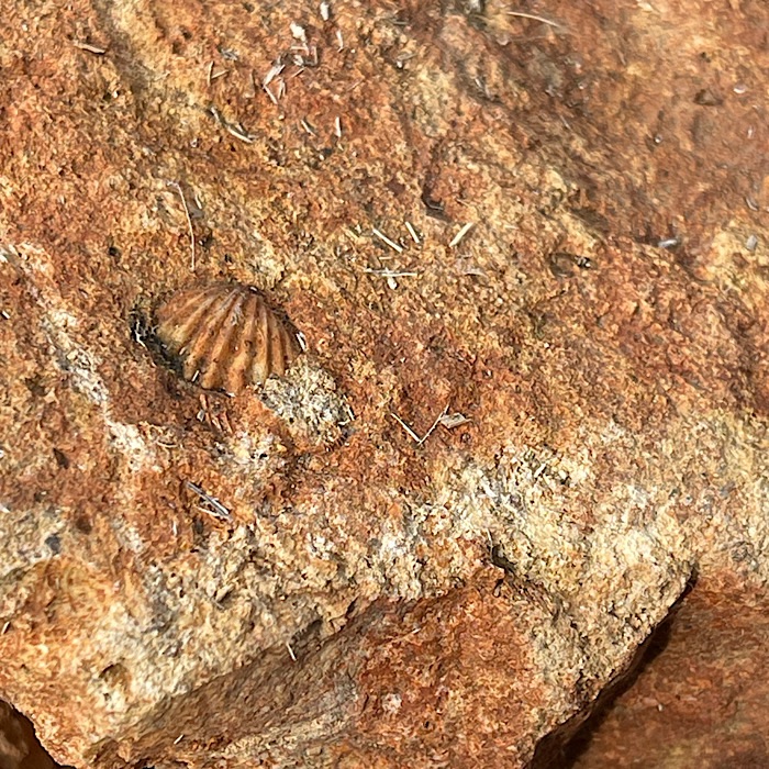 Limestone Shell Fossils – Blackberry Homestead