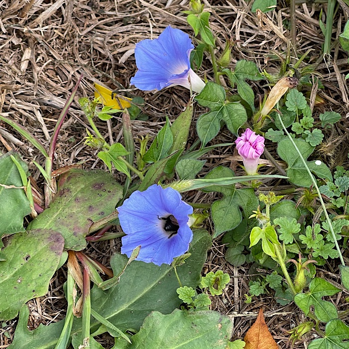 Bee Bum in Morning Glories – Blackberry Homestead