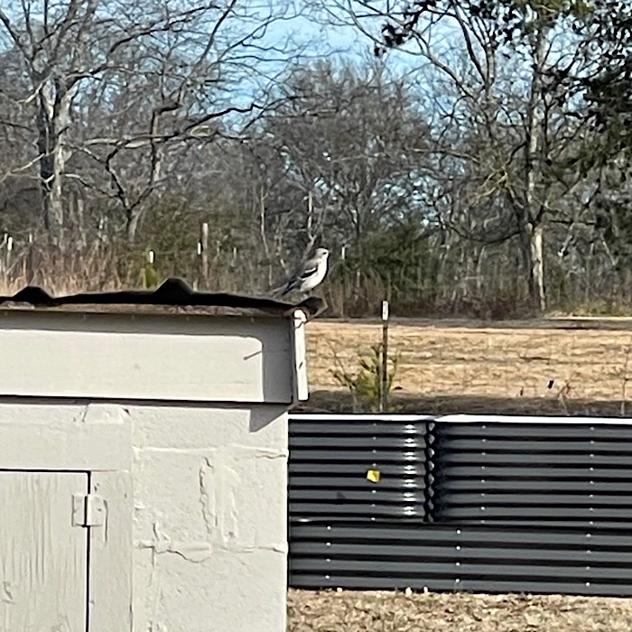A Picture of Our Aggressive Mockingbird – Blackberry Homestead