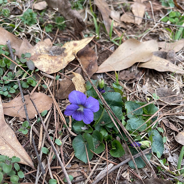 Flower of the Day – Violets – Blackberry Homestead