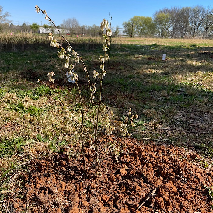 Six Blueberries Are Planted – Blackberry Homestead