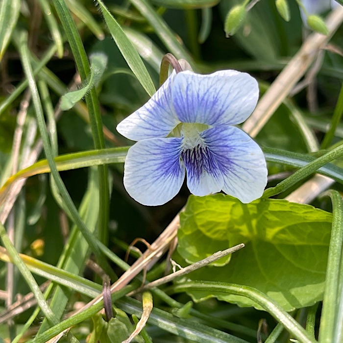 If You Don’t Like Snakes, Don’t Open This Post Since It Is About a ...