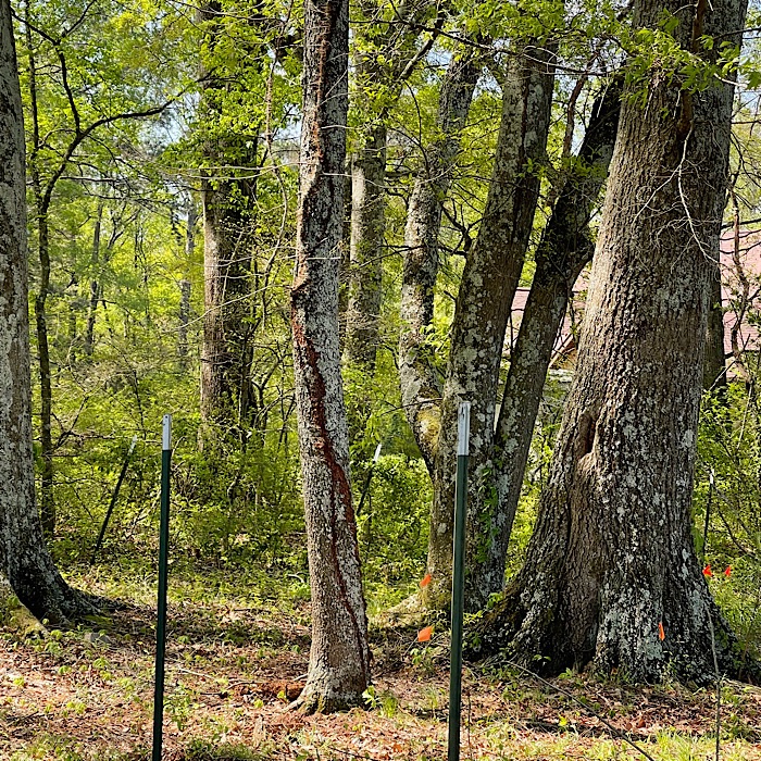 Bruce Continues to Cut Up Downed Pine Tree – Blackberry Homestead
