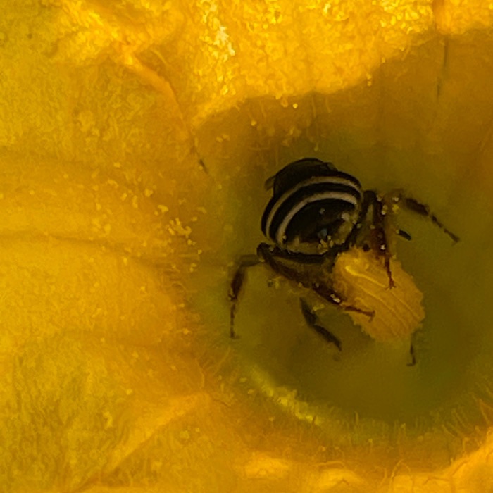 Planting More Blueberry Bushes and Back by Popular Demand, Bee Bums ...