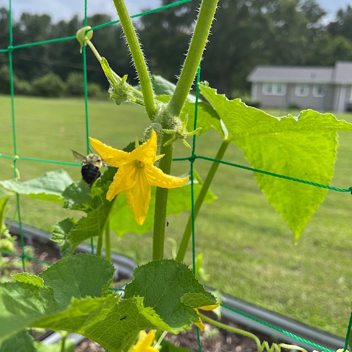 Flying Bee Bum (FOTD) – Blackberry Homestead