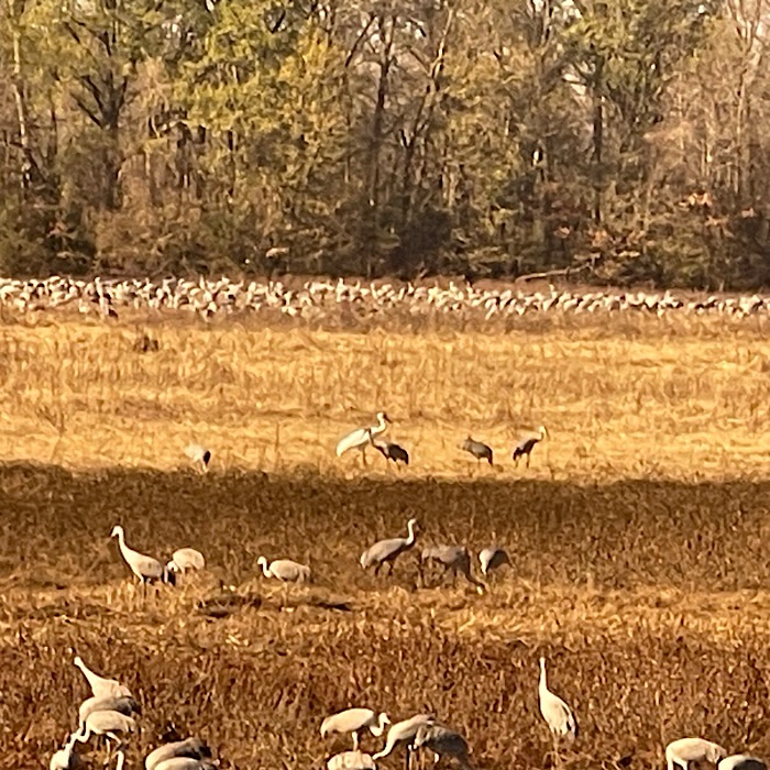 Seeing Whooping Cranes Among the Sandhill Cranes – Blackberry Homestead