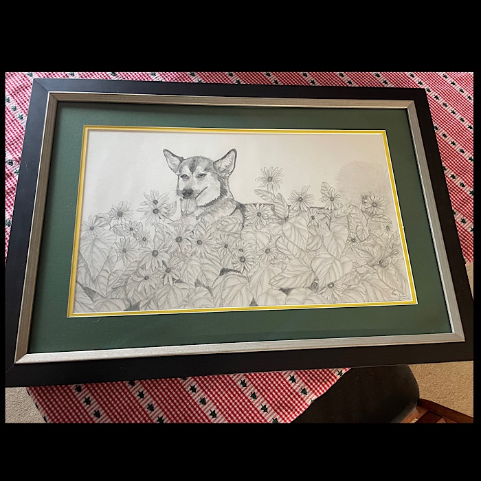 Picture of Juneau in Wild Sunflowers Made It Safely Home – Blackberry ...